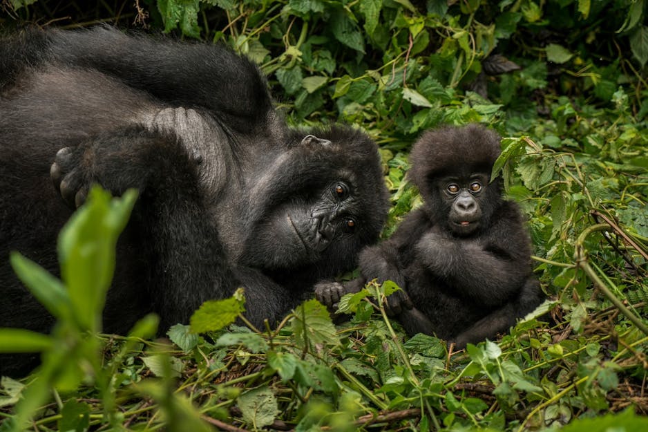 One&Only Gorilla’s Nest | Luxury Gorilla Trekking Lodge | Inspiring Travel
